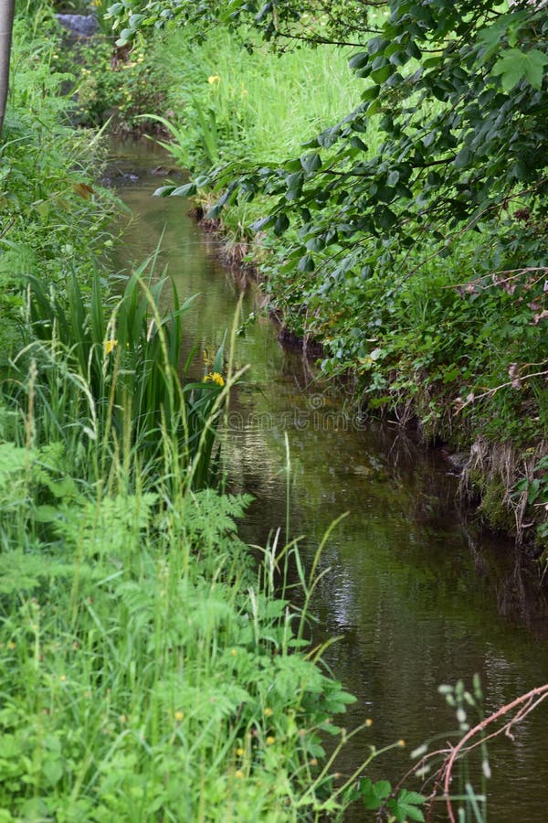 A Straightened Stream with Irises Stock Image - Image of current ...