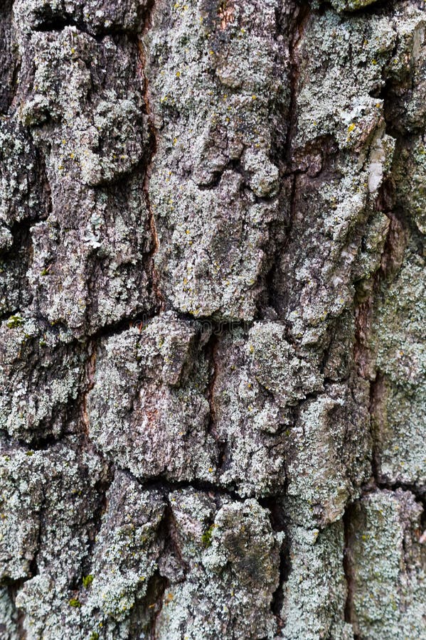 A Strain of an Old Tree, Close-up View. Stock Photo - Image of bark ...