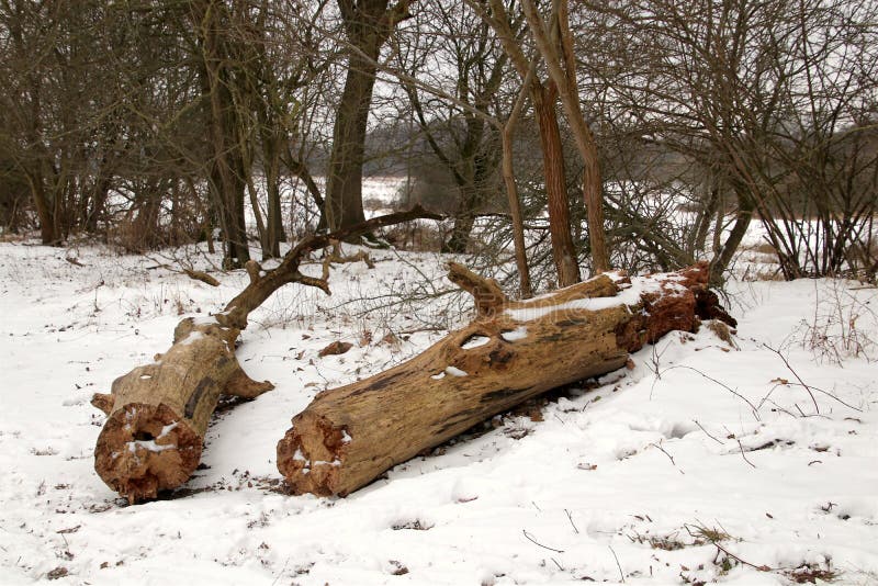 Strains on the Road after Snowfall Stock Photo - Image of weather ...