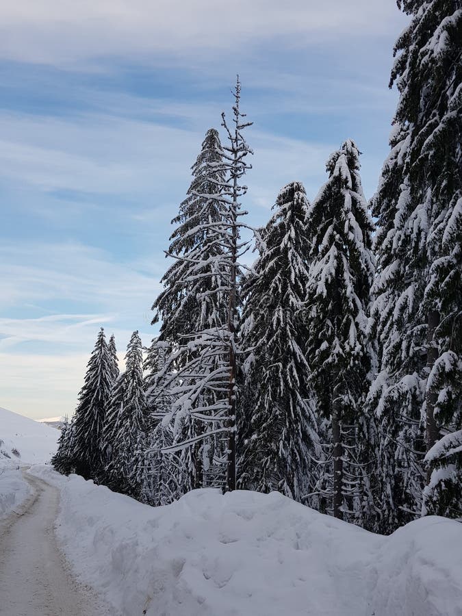 Straja Ski Resort Romania Vulcan Mountains Stock Image - Image of wood ...