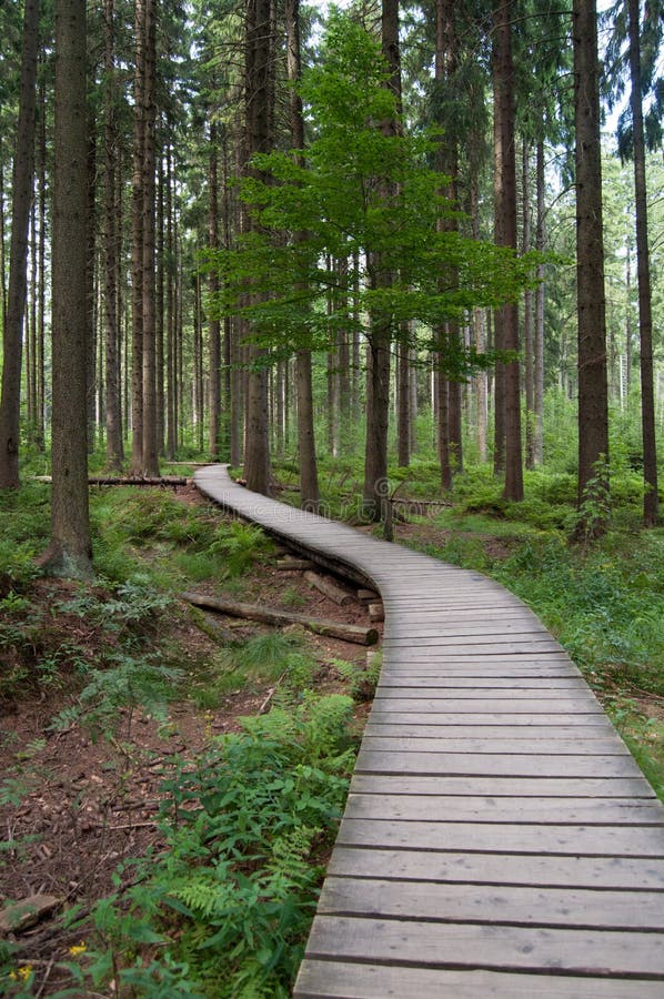 Protected Forest View from Far Stock Image - Image of vegetation ...