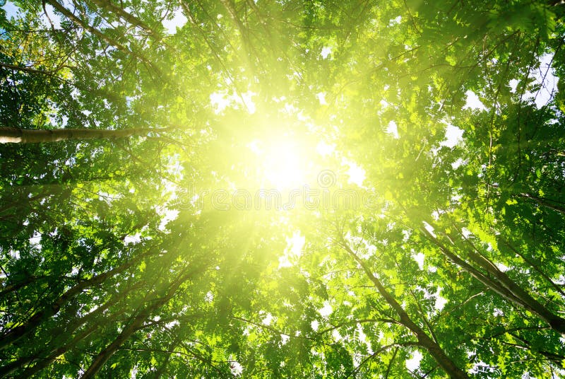Kleurrijke Treetops in Dalingsbos Met Zon Die Hoewel Bomen Glanzen ...