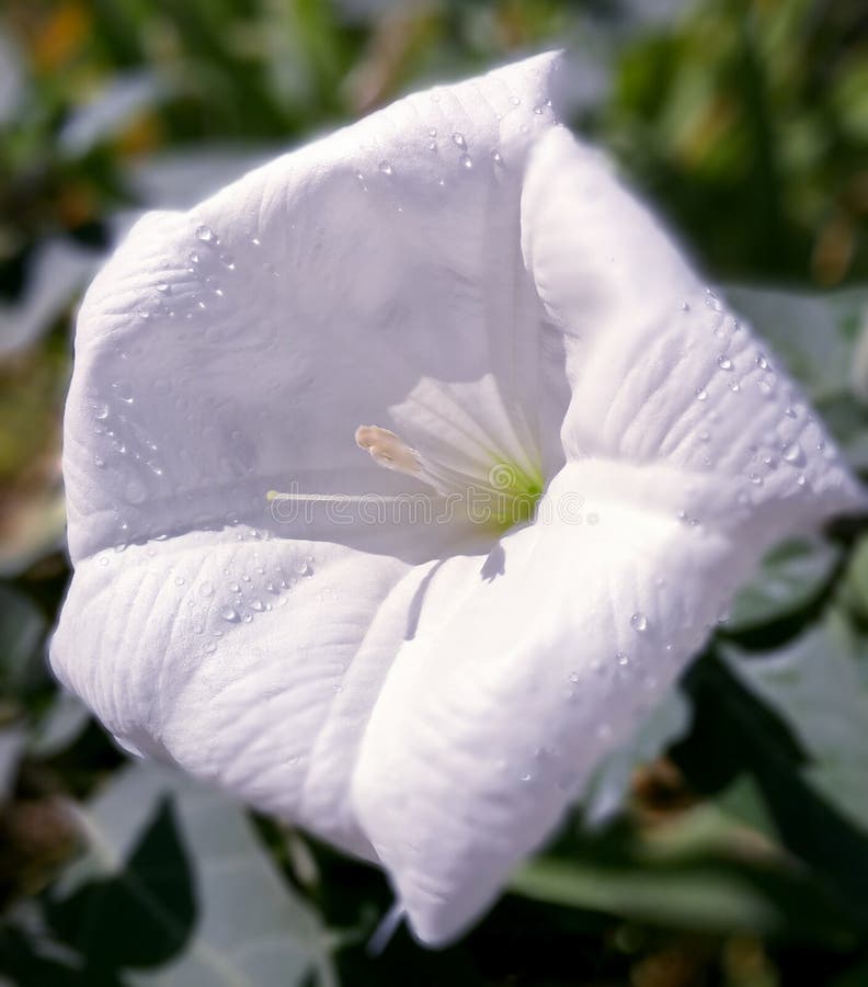Stramonium White Open Flower Stock Photo - Image of full, closeup: 97741010