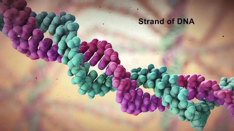 Strand of DNA stock illustration. Illustration of corneum - 260299881