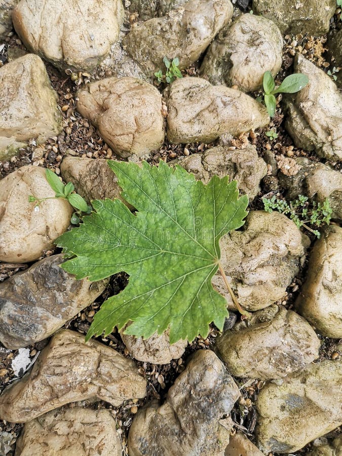 A Strand of Grape Leaves Lying on the Side Stock Image - Image of ...