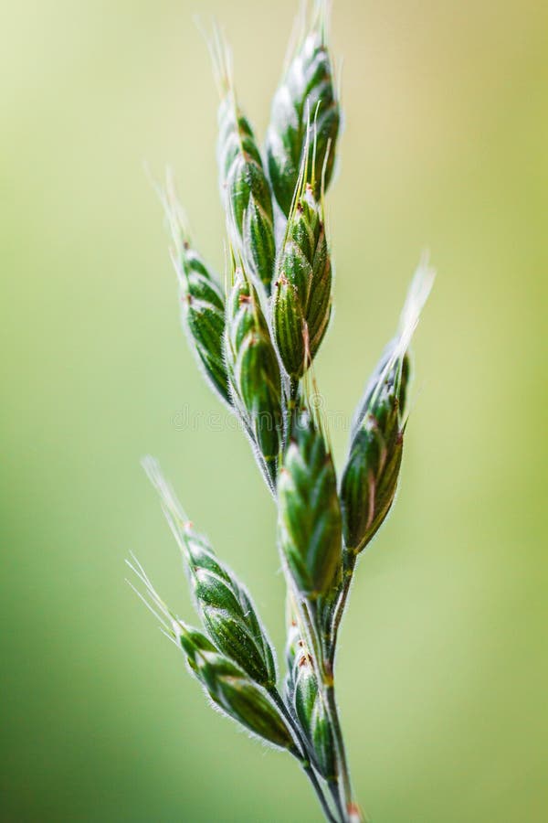 One barley strand stock photo. Image of gene, grain, farm - 15388098