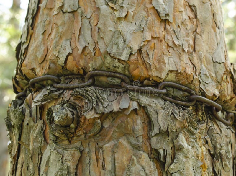Strand of Iron Chain are Tied Around a Thick Tree and Absorbed into the ...
