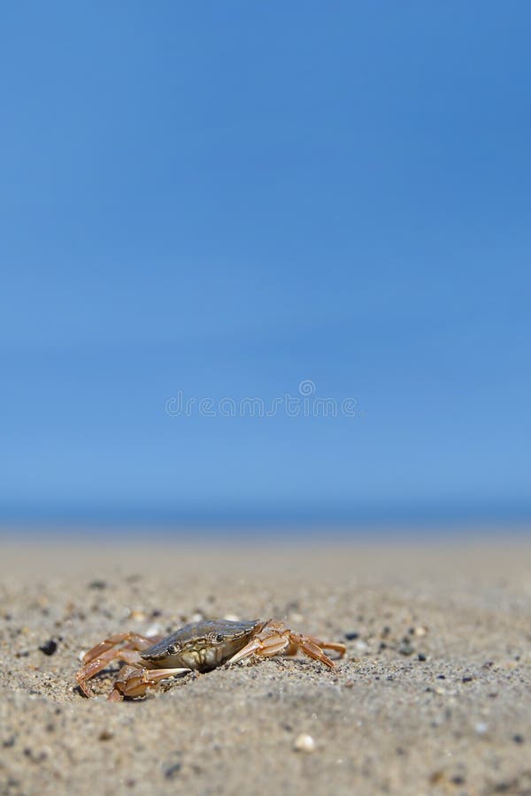 4,830 Strand Krabbe Fotos - Kostenlose und Royalty-Free Stock-Fotos von ...