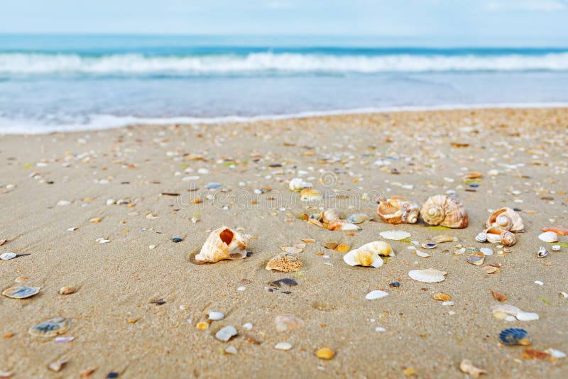 Close-up Van Een Schelpenstrand Met Duizenden Schelpen Om Te Verzamelen ...