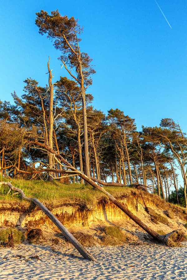 Beach with Forest on the Baltic Coast Near Zingst Stock Image - Image ...
