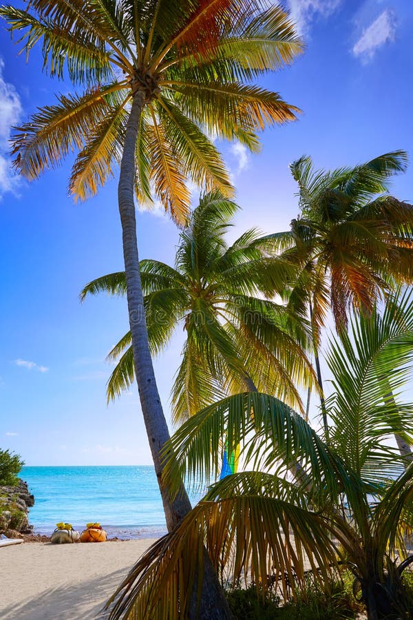 Strand-Palmen US Key West Florida Smathers Stockfoto - Bild von ozean ...