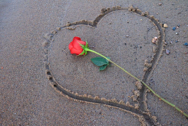 Strand rote Rose stockfoto. Bild von blume, betrieb, gezeichnet - 75989350