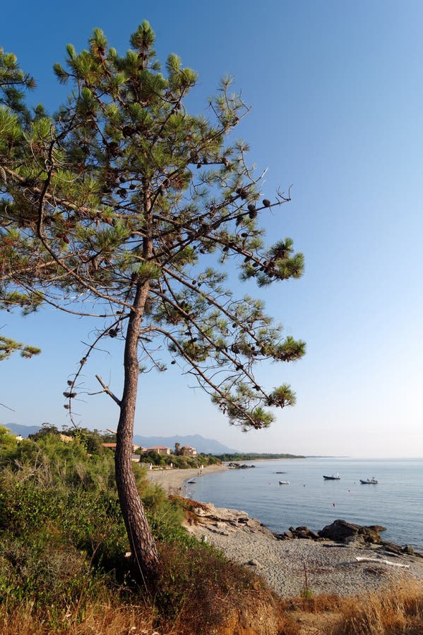 Strand Von Bravone in Korsika-Insel Stockfoto - Bild von küste, meer ...