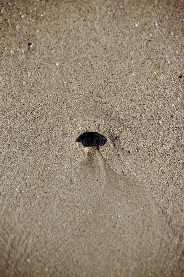 Stranded black pebble stock photo. Image of grains, black - 72809544
