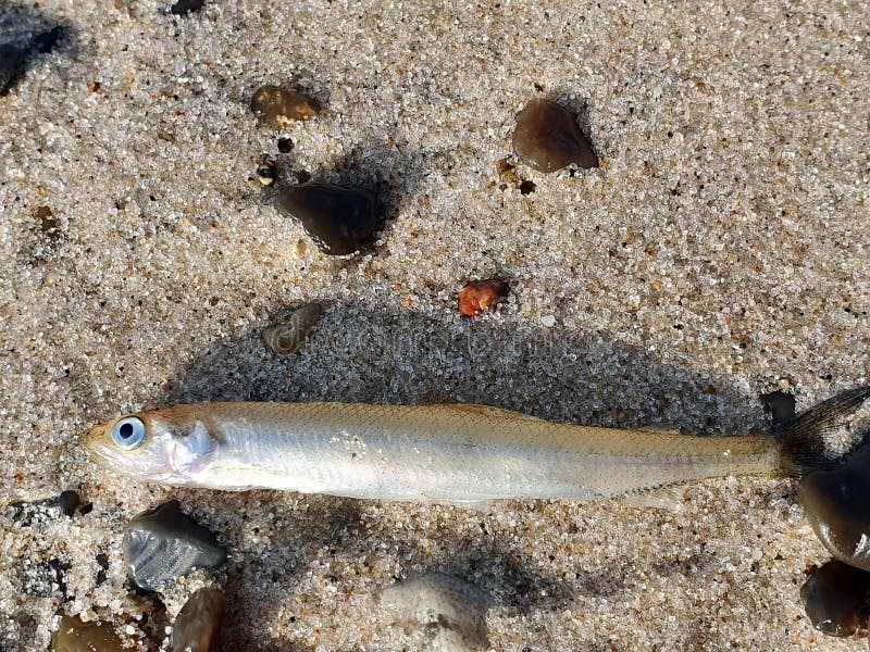 Stranded fish on the beach stock image. Image of nature - 164548043