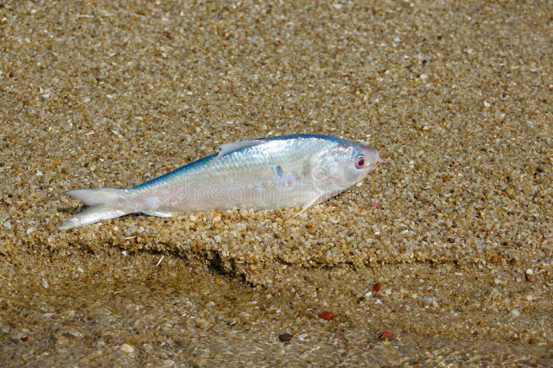 Stranded fish stock photo. Image of died, marine, fish - 349243004