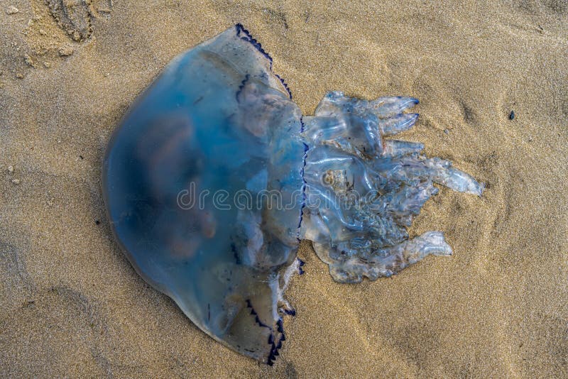 Stranded Jellyfish stock image. Image of ocean, island - 232590771