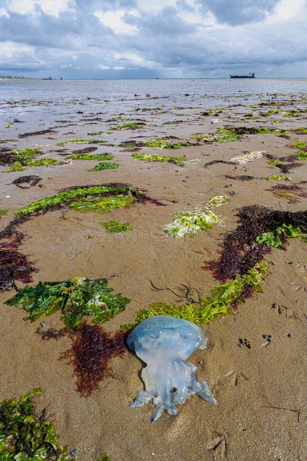 Stranded Jellyfish at the Beach Stock Photo - Image of north, holiday ...