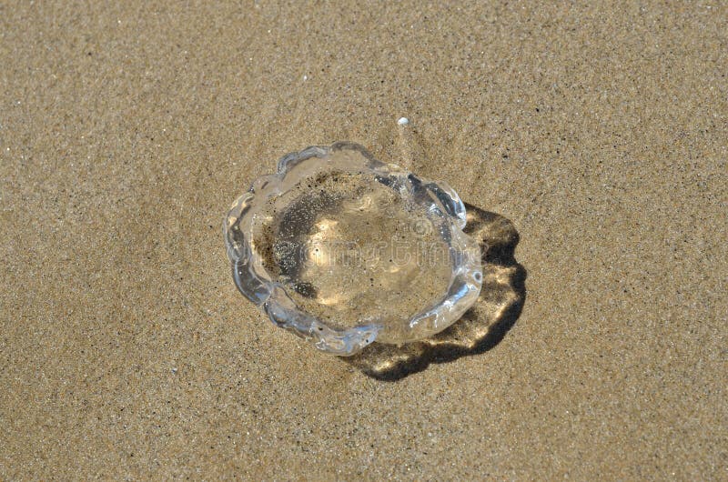 Stranded jellyfish stock photo. Image of animal, stranded - 80575880