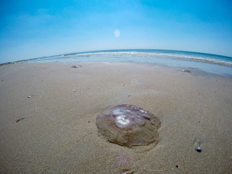 Stranded Jellyfish stock photo. Image of beach, dehydration - 61993206