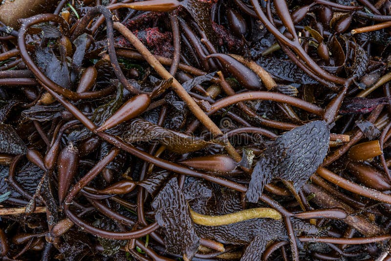 Foot Massage Pacific Beach Ca Stock Photos - Free & Royalty-Free Stock ...