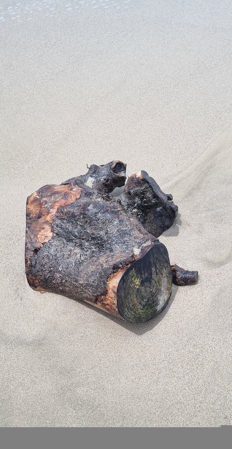 Stranded Log on White Sand in Anyer, West Java, Indonesia Stock Photo ...