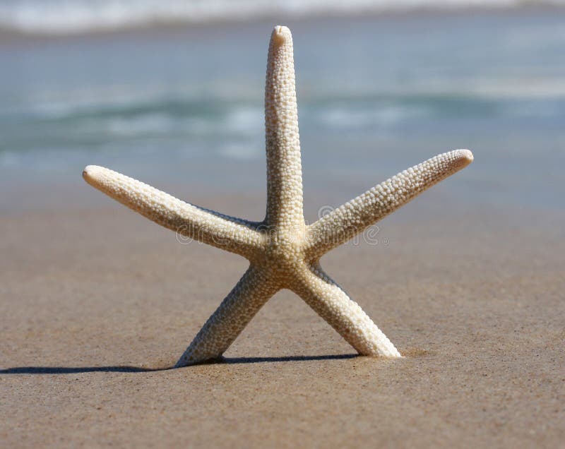 Stranded starfish stock image. Image of background, graze - 12339459