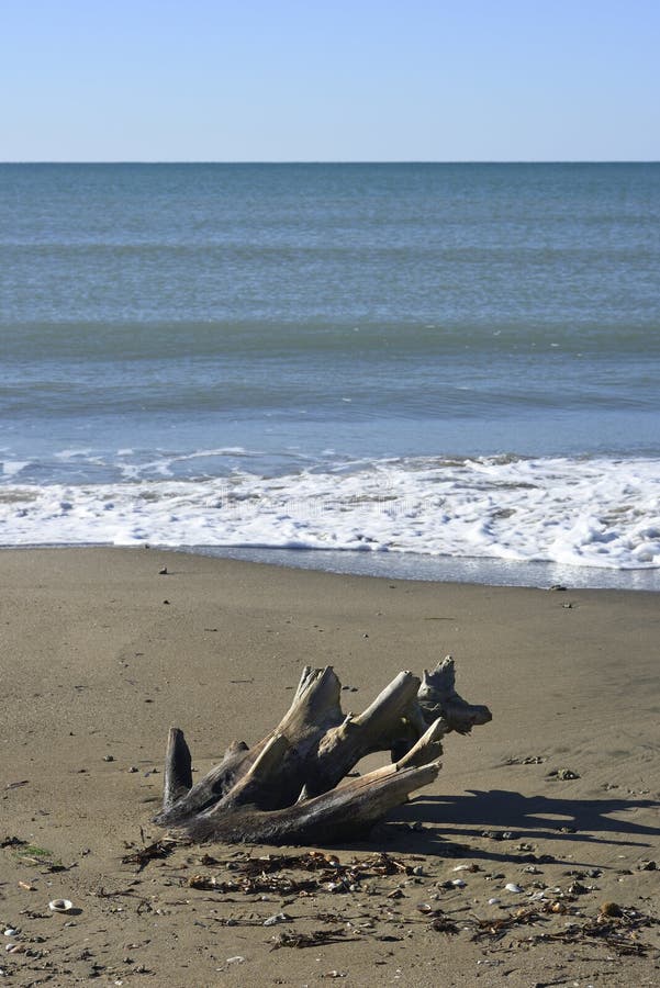 Stranded Tree Log on a Mediterranean Sand Beach Stock Photo - Image of ...