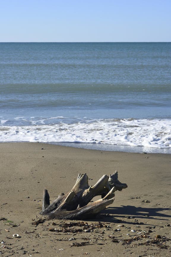 Stranded Tree Log on a Mediterranean Sand Beach Stock Photo - Image of ...