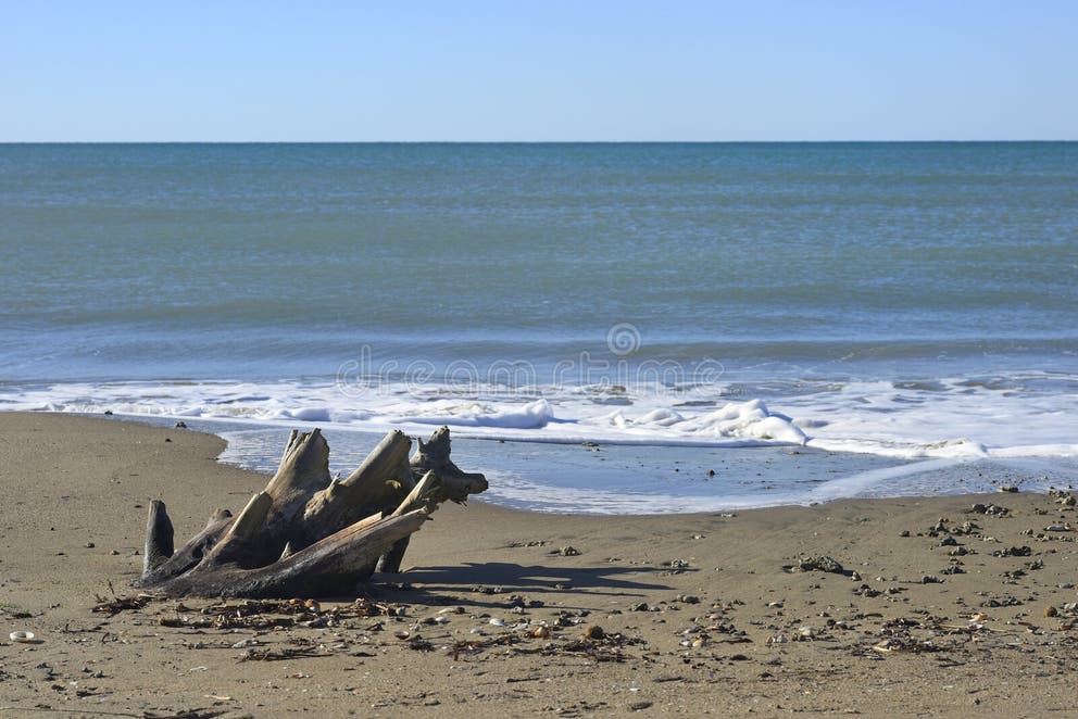 Stranded Tree Log on a Mediterranean Sand Beach Stock Photo - Image of ...