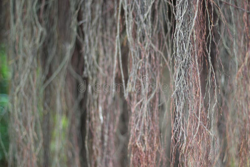 Strands of Branches stock image. Image of details, dangling - 188818169