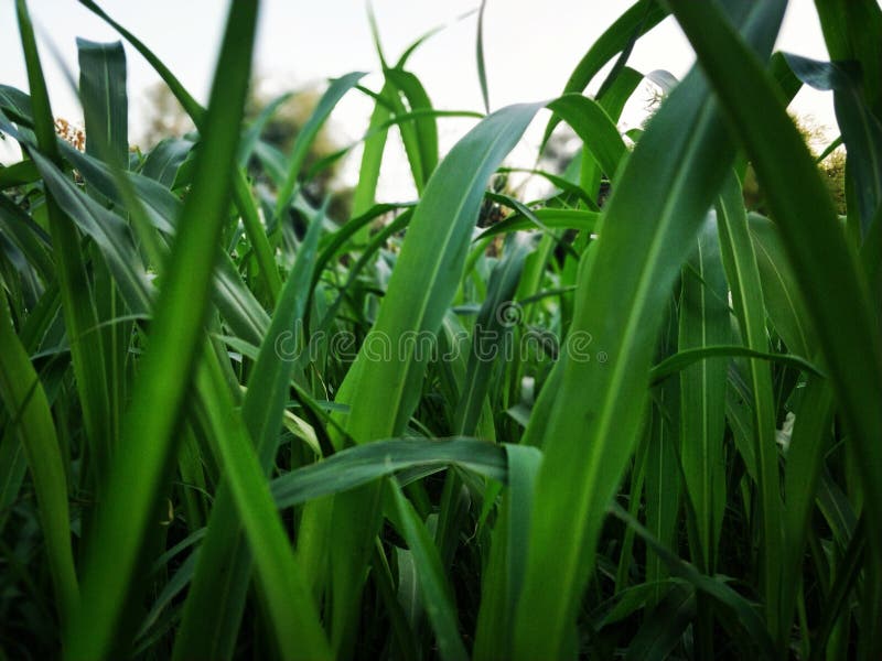 Strands of Grass Plant with Water Droplets Hanging Stock Image - Image ...