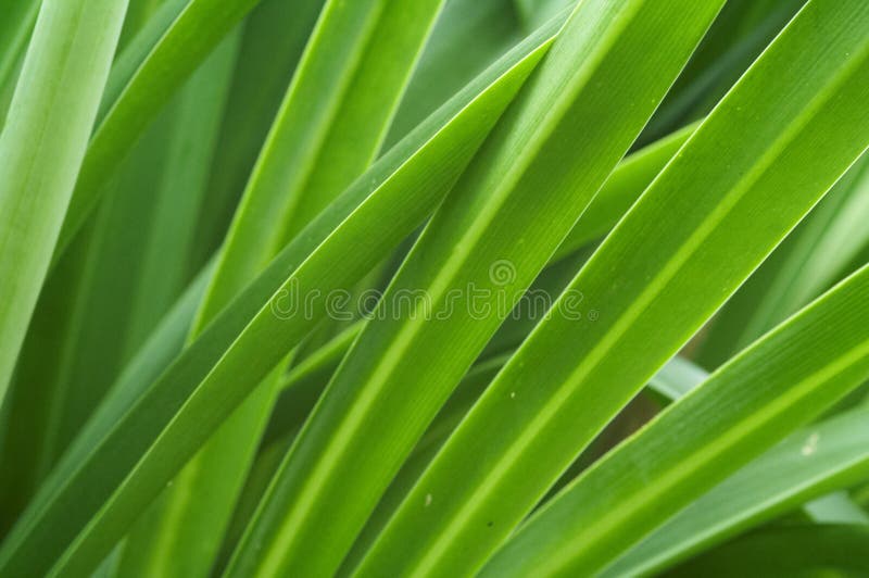Strands of Green stock image. Image of color, natural, serene - 411869