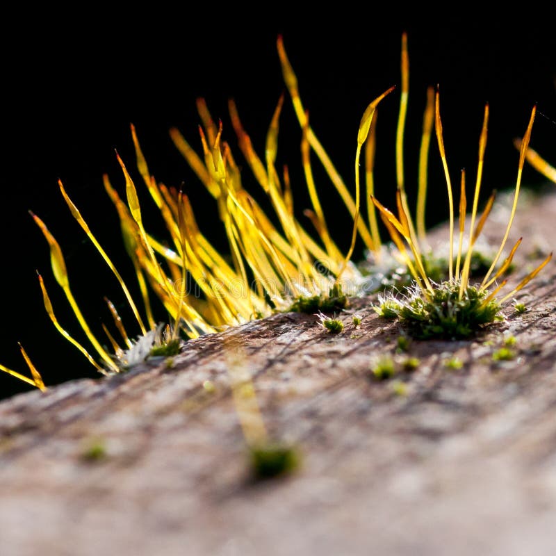Strands of Life stock photo. Image of lichen, macro, grass - 27814468