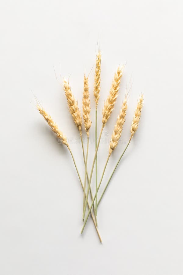 Strands of Wheat Arranged in a Bouquet Against a White Background ...