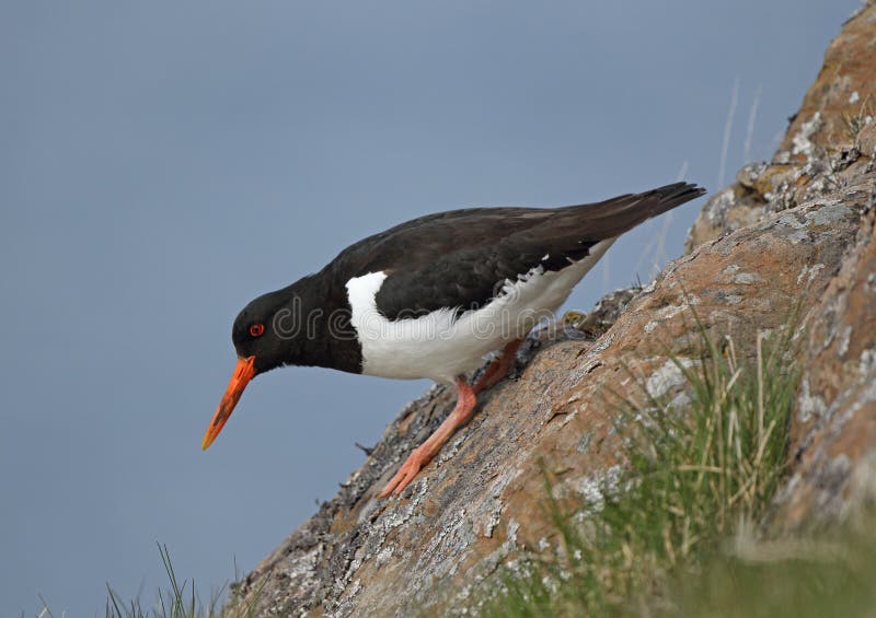 Strandskata fotografering för bildbyråer. Bild av massage - 55982481