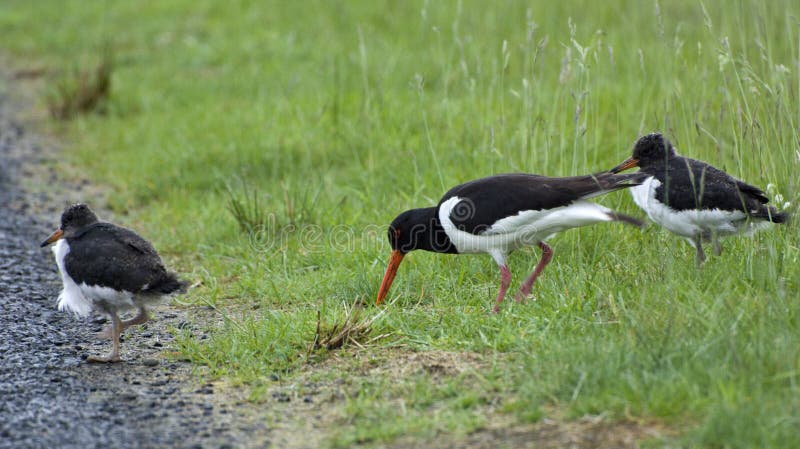 Strandskata - Haematopusostralegus Arkivfoto - Bild av barn, vild: 43630978