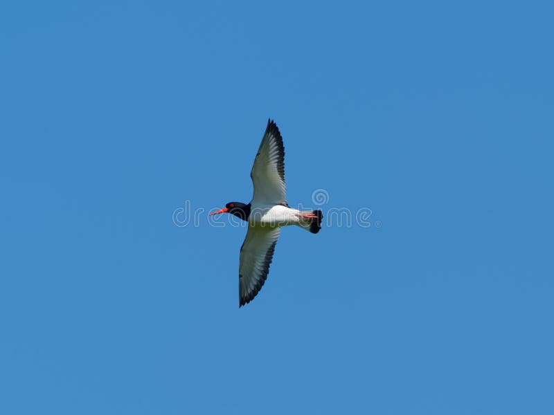 Strandskata - Haematopusostralegus Fotografering för Bildbyråer - Bild ...