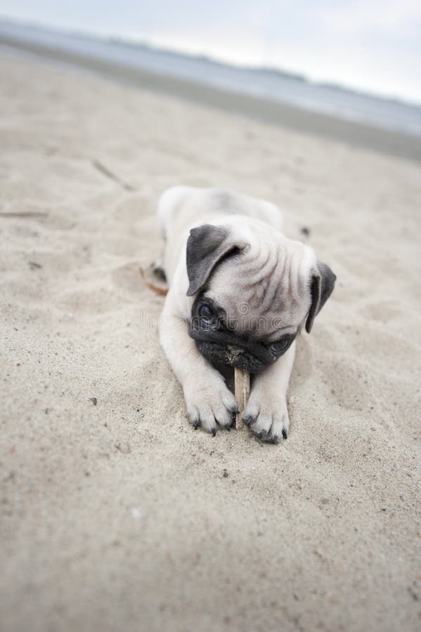 Mops valpen arkivfoto. Bild av öra, däggdjur, förtjusande - 15276342