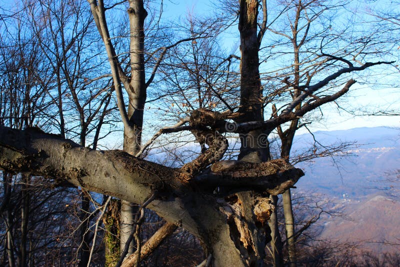Strange Appearance of Trees. the Branches on the Tree Go in Strange ...