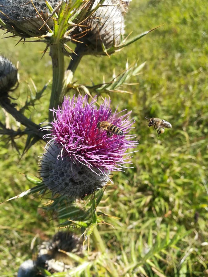 Strange but beautiful stock photo. Image of blossom - 244058946