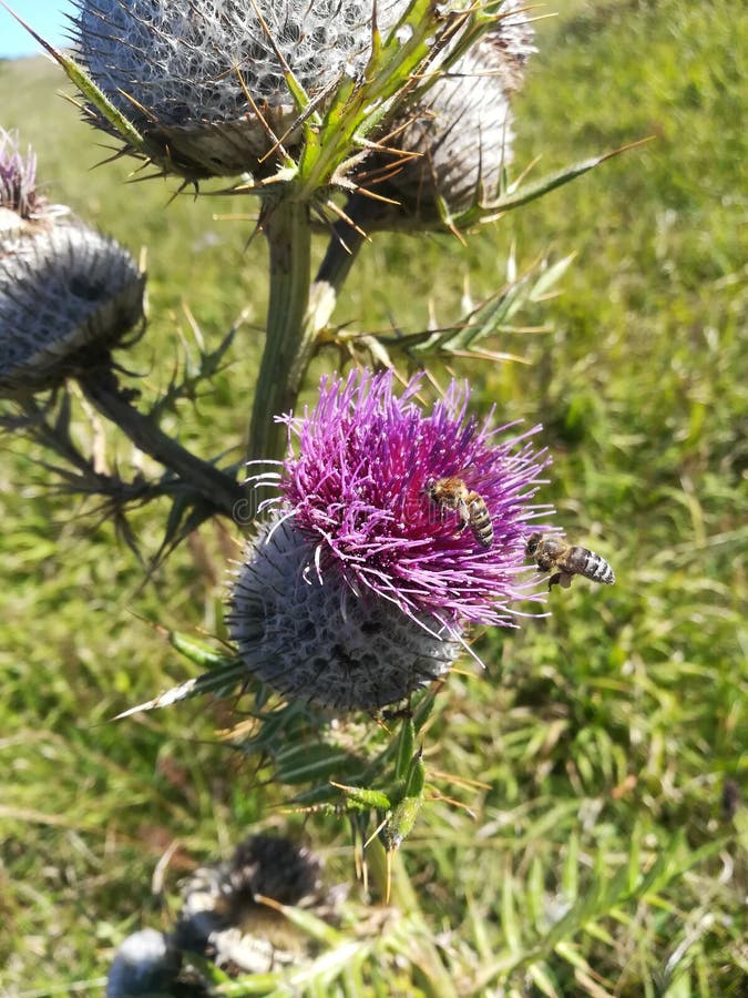 Strange but beautiful stock photo. Image of herb, nature - 244058960