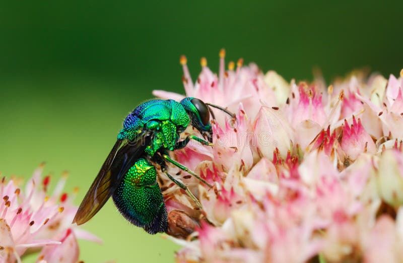 Strange bee stock photo. Image of flies, sting, little - 5598750