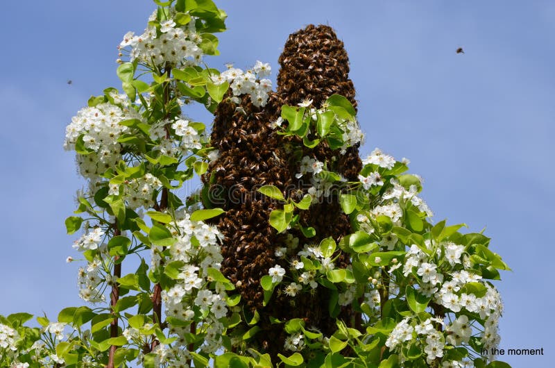 Strange Bees Stock Photos - Free & Royalty-Free Stock Photos from ...