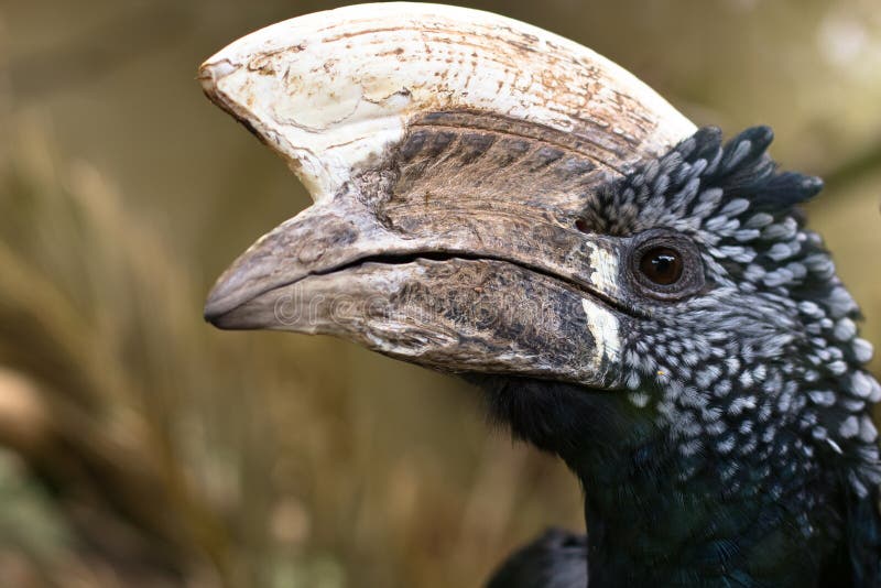 Strange bird stock photo. Image of feather, grey, strange - 27807452