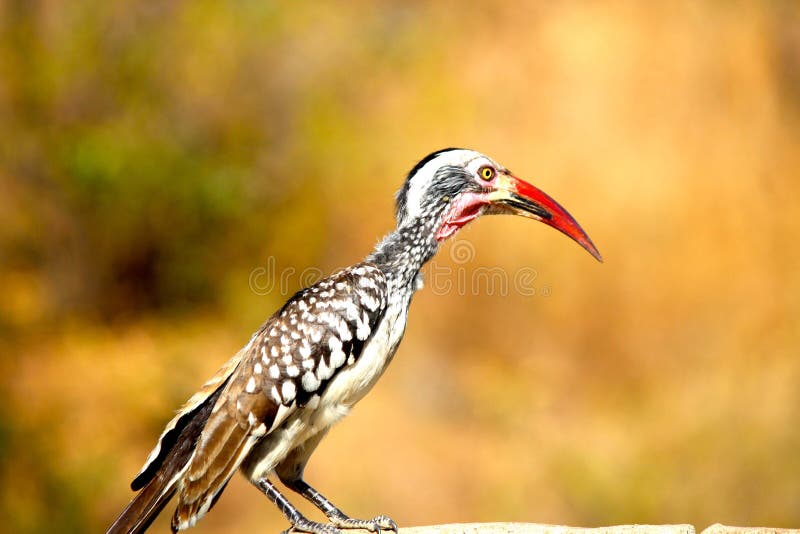 Strange Bird on the BalconyÂ´s Corner Stock Photo - Image of europe ...