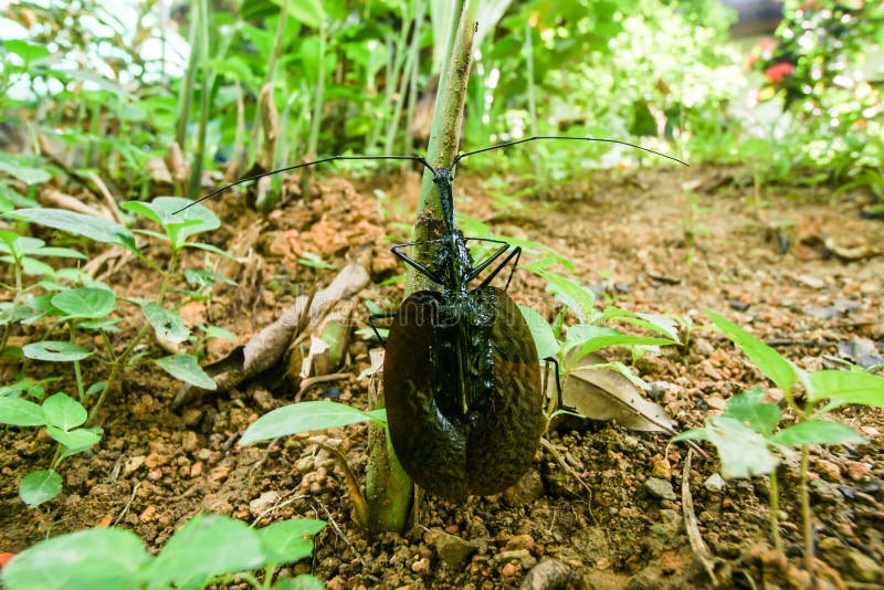 Red and black insect stock image. Image of macro, environment - 251059301