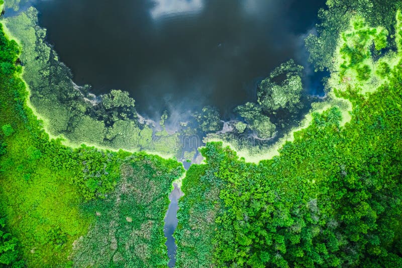 Strange Blooming Algae on the Lake in Summer, Aerial View Stock Image ...