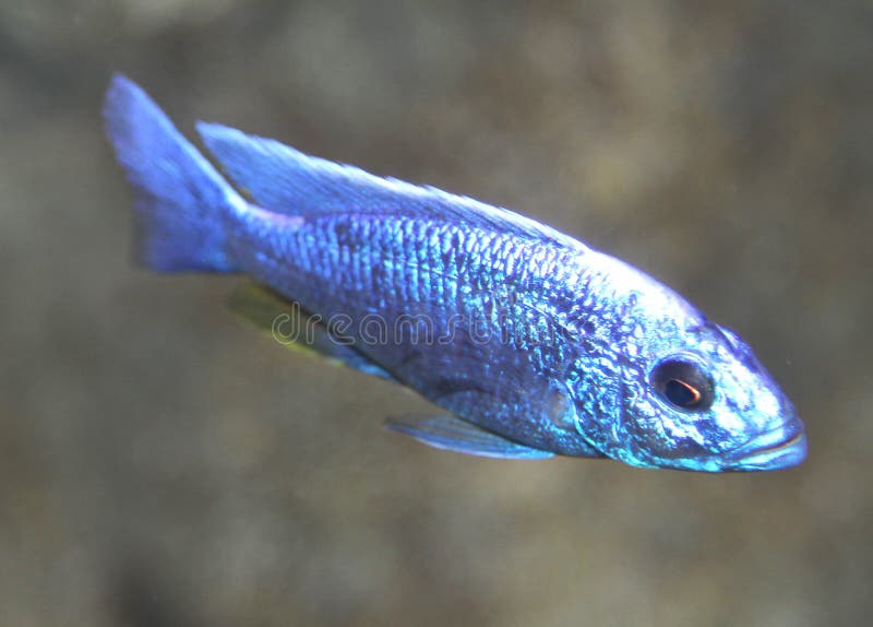 Coloring Life Strange Stock Photos - Free & Royalty-Free Stock Photos ...