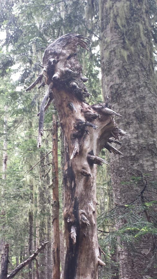 Strange branch of a tree stock image. Image of strange - 185221145